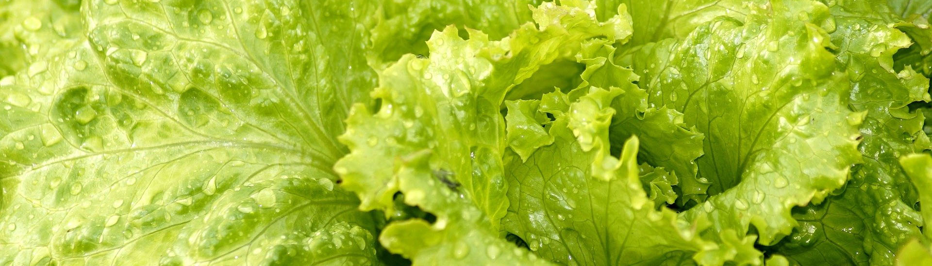 MSC AGRO | Marul